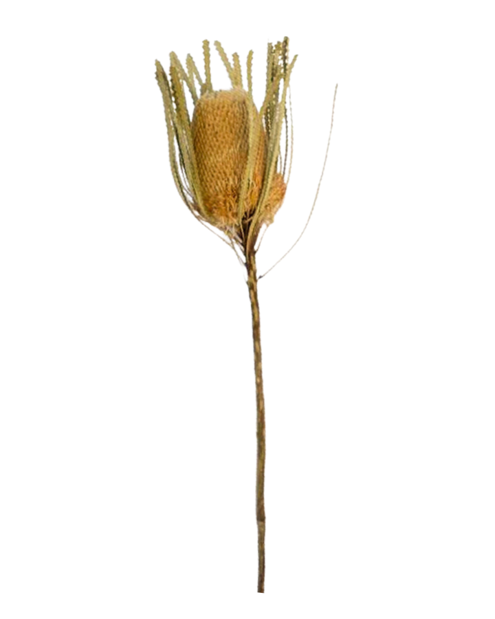 Wholesale Dried Flower Bulk Suppliers in Melbourne & Sydney – dryflowershop