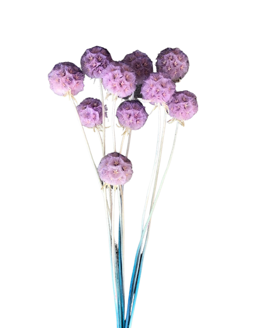Stelleta scaboisa pods | Dried Floral Arrangements – dryflowershop